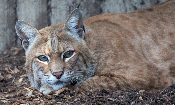 San Francisco Zoo - Hours