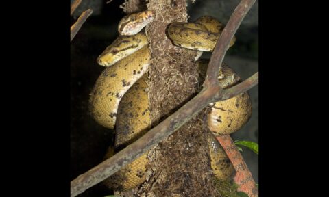 Amazon tree boa - San Francisco Zoo & Gardens
