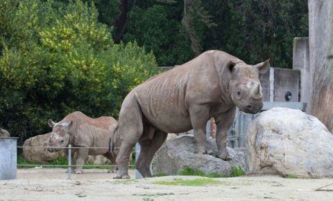 Conservation Partners - San Francisco Zoo & Gardens