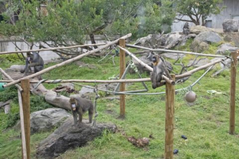 Doelger Primate Discovery Center - San Francisco Zoo & Gardens