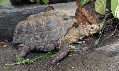 Red footed tortoise - San Francisco Zoo & Gardens
