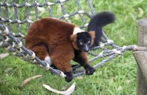 Red Ruffed Lemur - San Francisco Zoo & Gardens