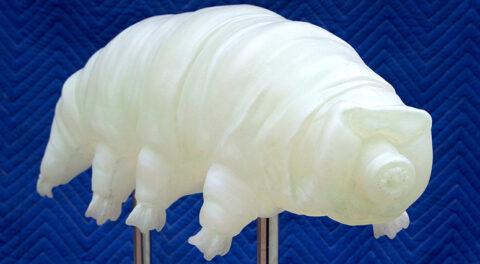 Tardigrade - San Francisco Zoo & Gardens