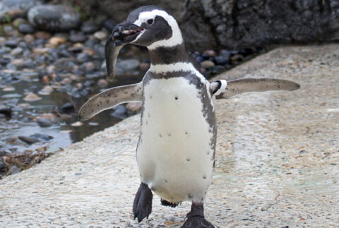 Visit SF Zoo! - San Francisco Zoo & Gardens