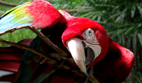 Adopt-a-Macaw - San Francisco Zoo & Gardens