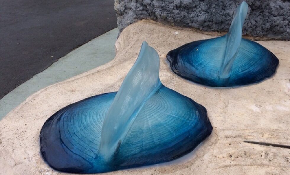 Velella - San Francisco Zoo & Gardens