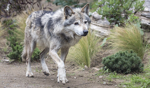Adopt-a-Wolf - San Francisco Zoo & Gardens
