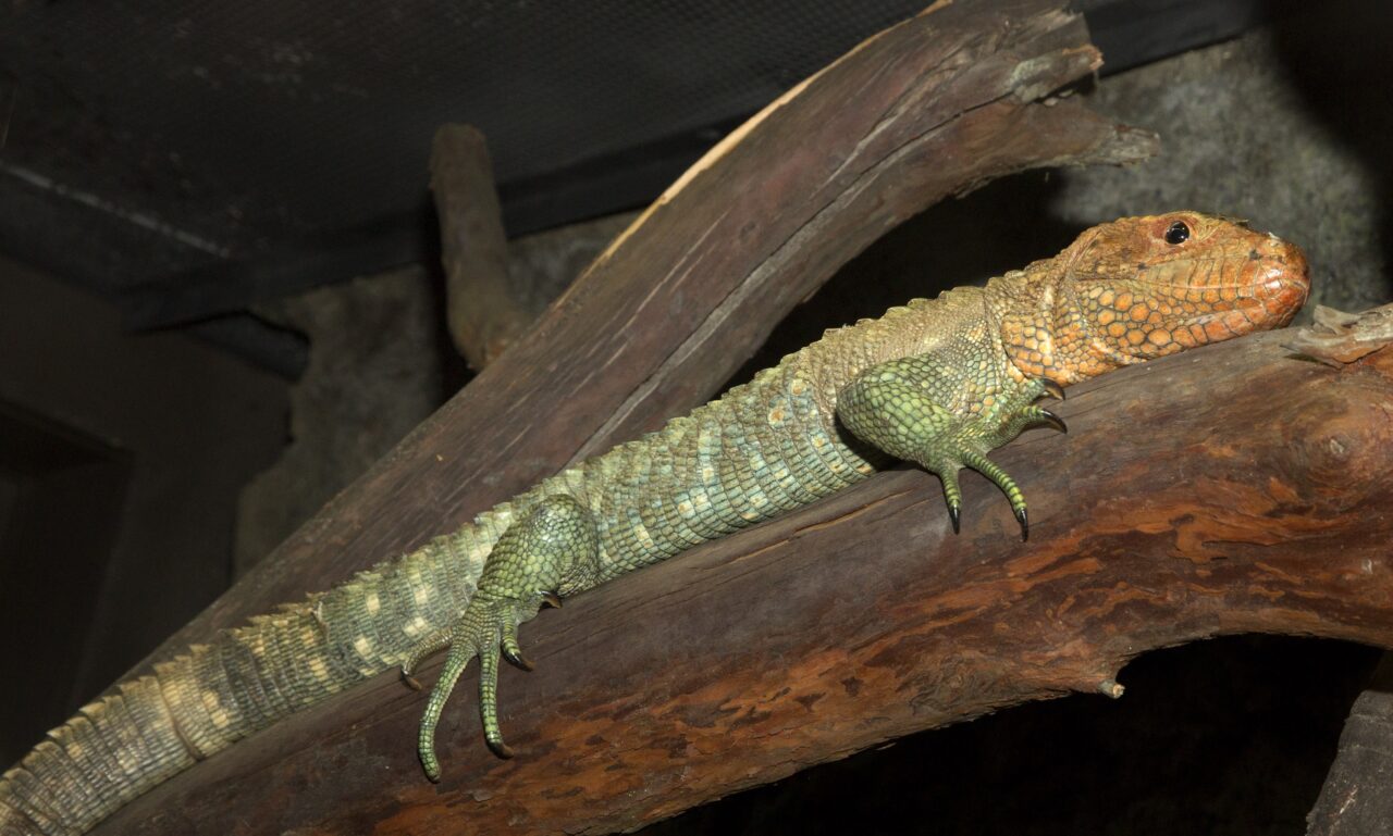 Caiman lizard - San Francisco Zoo & Gardens