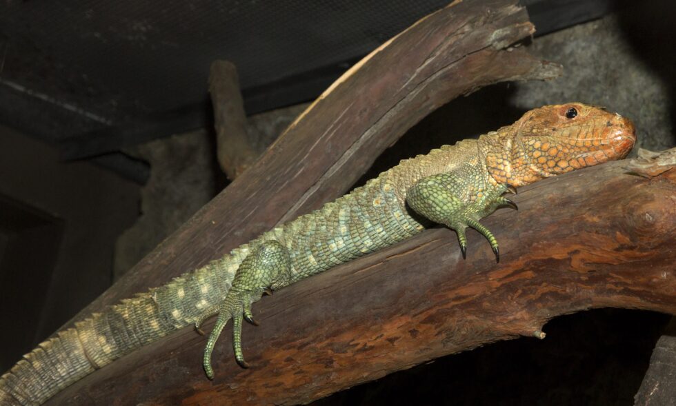 Caiman lizard - San Francisco Zoo & Gardens