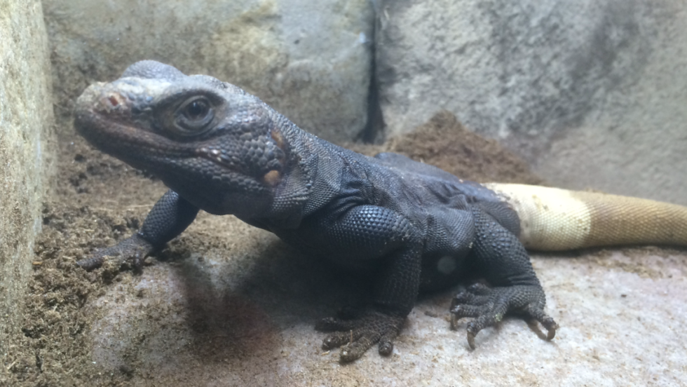 Common chuckwalla - San Francisco Zoo & Gardens