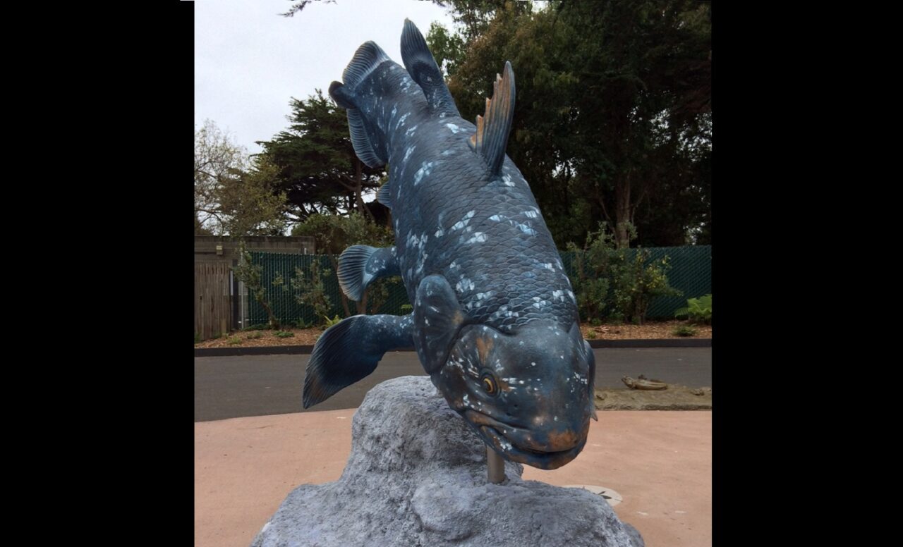 Coelacanth - San Francisco Zoo & Gardens