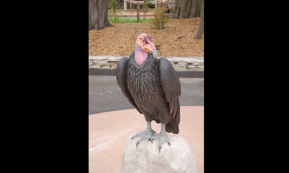 California condor - San Francisco Zoo & Gardens