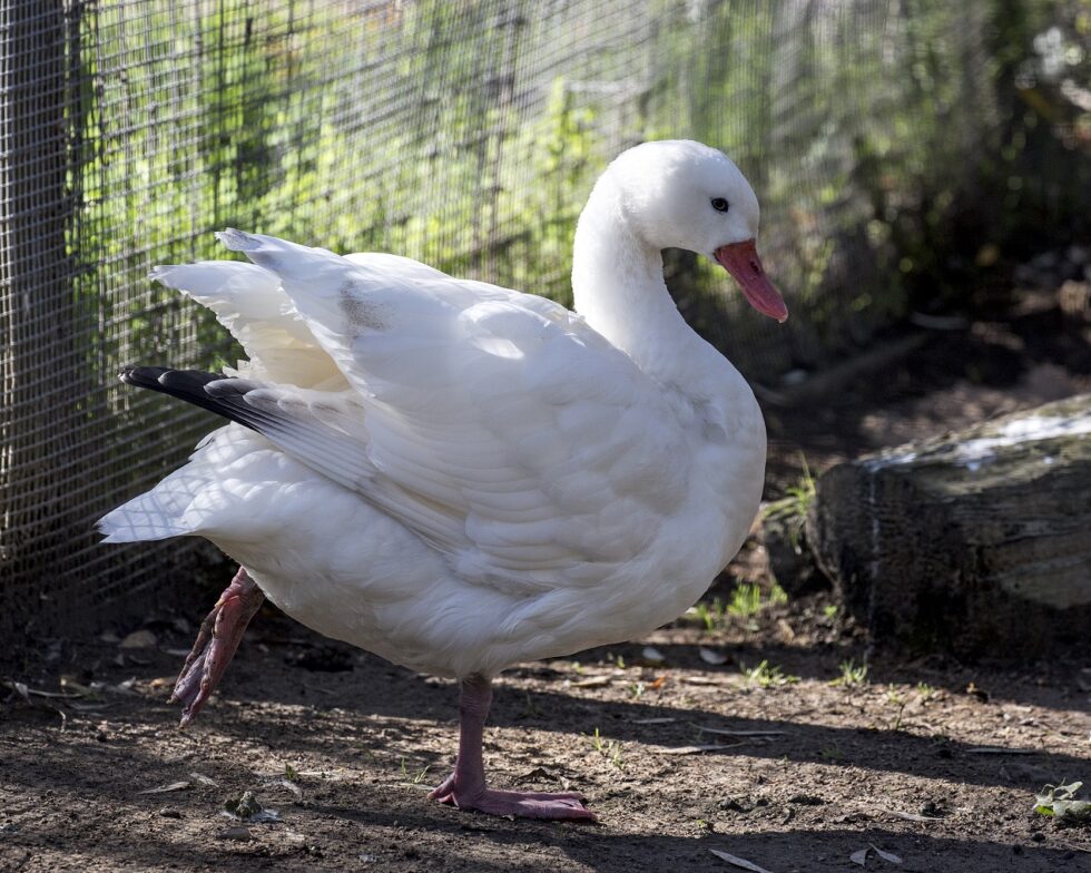 Coscoroba Swan - San Francisco Zoo & Gardens