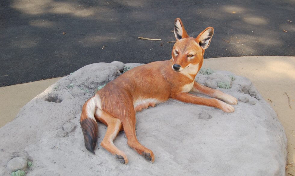 Ethiopian wolf - San Francisco Zoo & Gardens