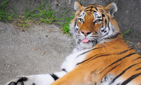 Amur Tiger - San Francisco Zoo & Gardens