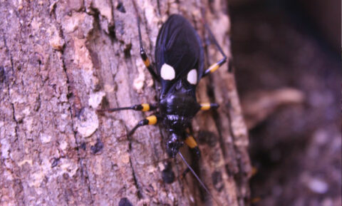 White-eyed Assassin Bug - San Francisco Zoo & Gardens