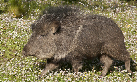 Chacoan Peccary - San Francisco Zoo & Gardens