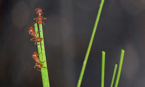Red Harvester Ant - San Francisco Zoo & Gardens