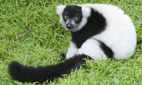 Black-and-white ruffed lemur - San Francisco Zoo & Gardens