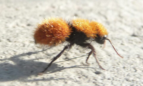Velvet Ant - San Francisco Zoo & Gardens