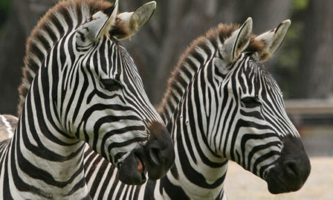 Grant’s Zebra - San Francisco Zoo & Gardens