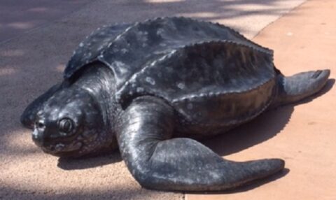 Leatherback sea turtle - San Francisco Zoo & Gardens