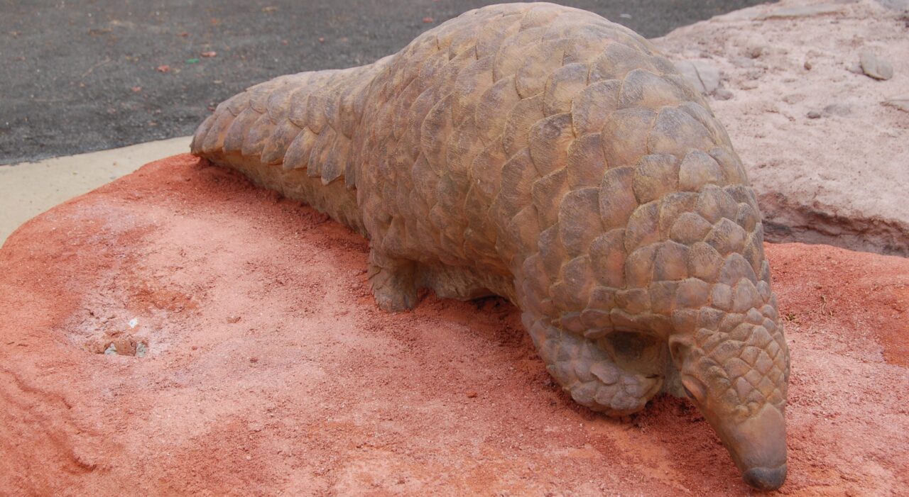 Pangolin - San Francisco Zoo & Gardens