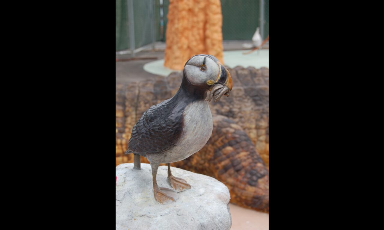 Horned puffin - San Francisco Zoo & Gardens