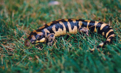 Tiger Salamander - San Francisco Zoo & Gardens