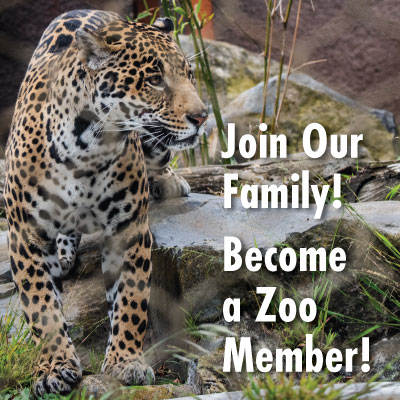 Home Page - San Francisco Zoo & Gardens