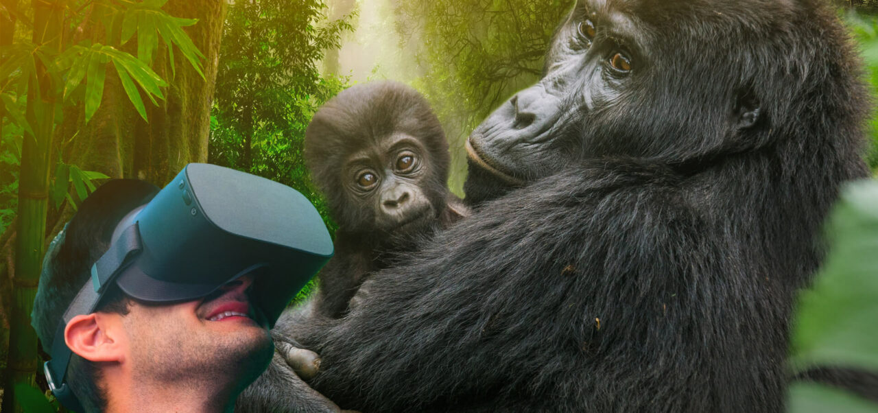 Experience Gorilla Trek VR at San Francisco Zoo & Gardens