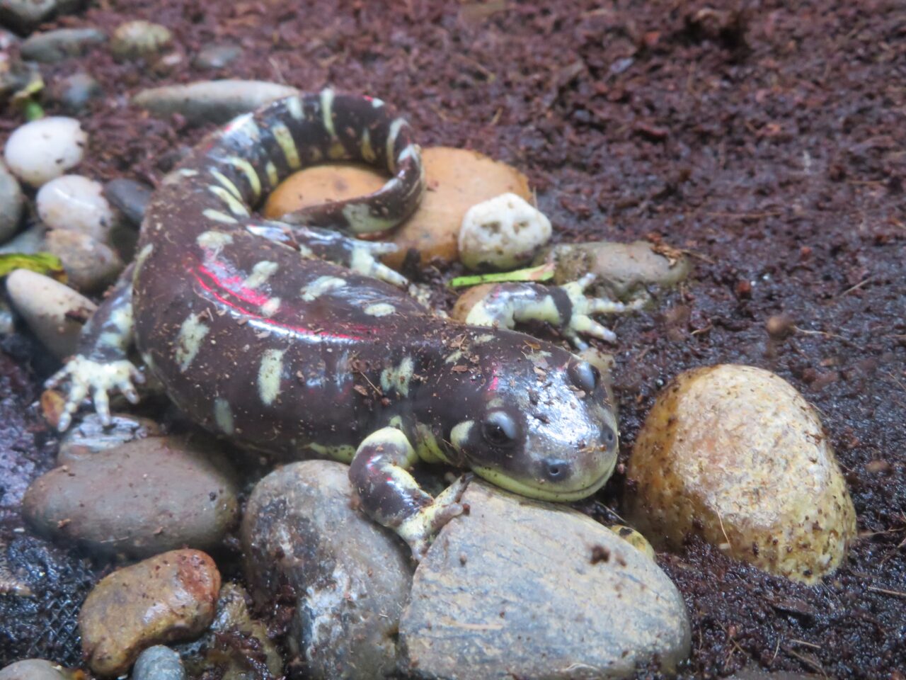 California tiger salamander - San Francisco Zoo & Gardens