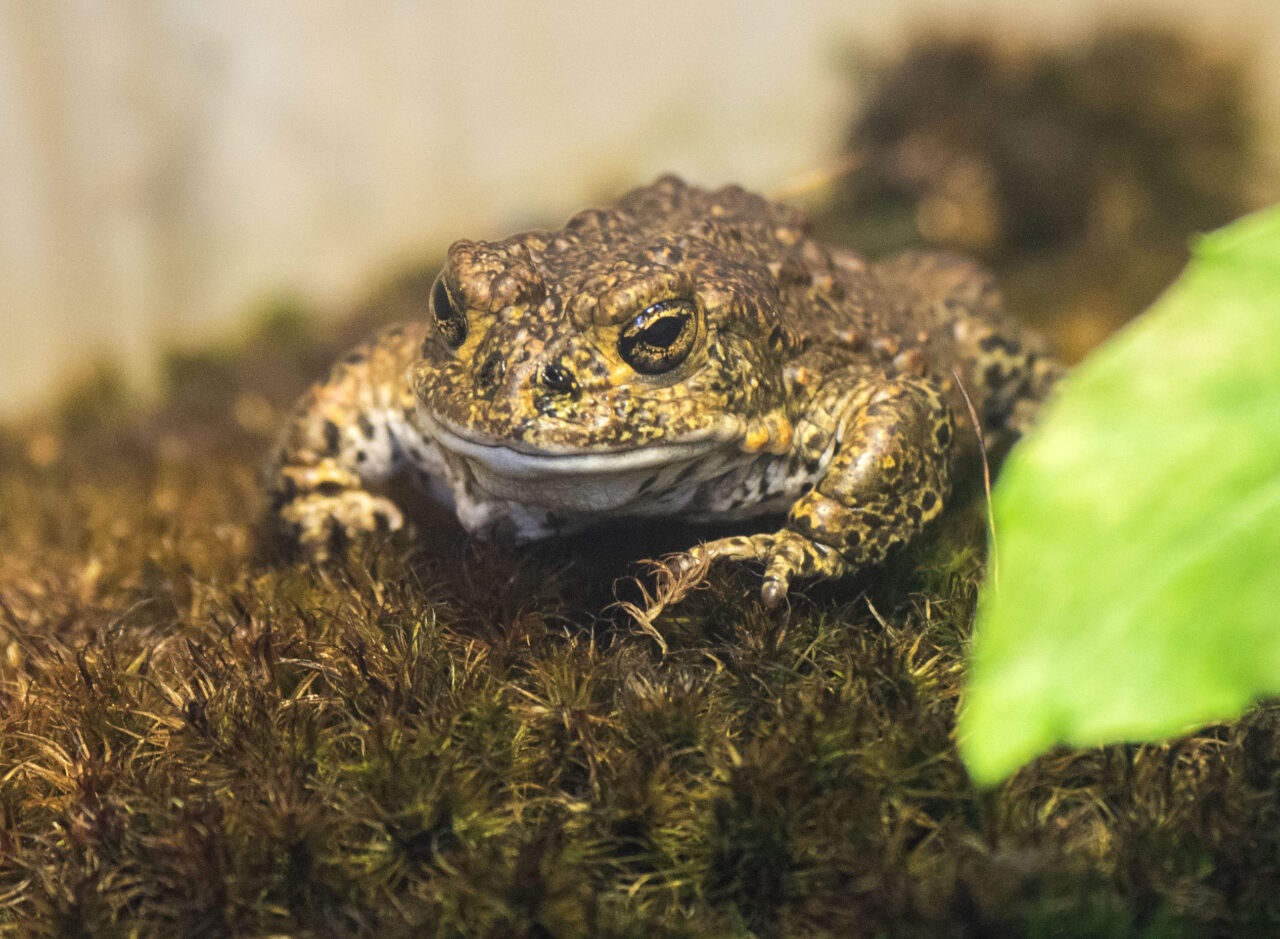Yosemite Toad - San Francisco Zoo & Gardens