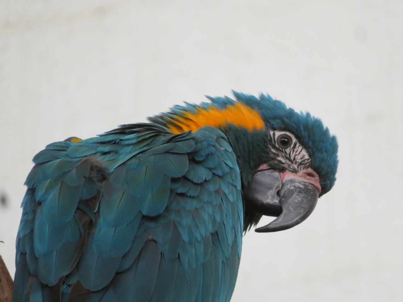 Blue-throated macaw - San Francisco Zoo & Gardens