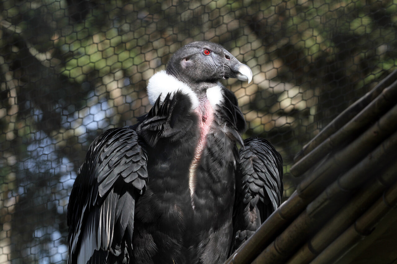 Andean condor - San Francisco Zoo & Gardens