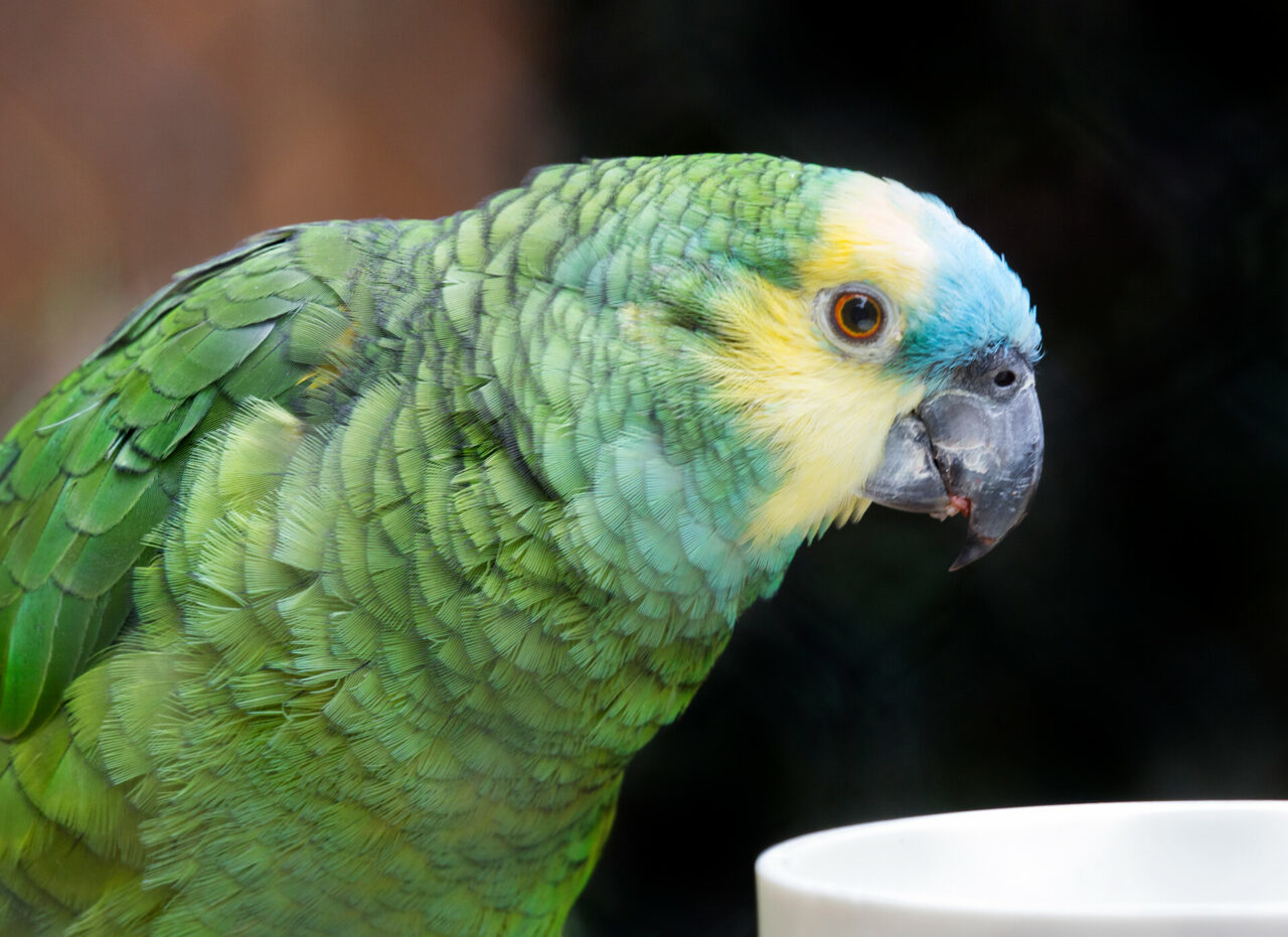 Blue-fronted Amazon - San Francisco Zoo & Gardens